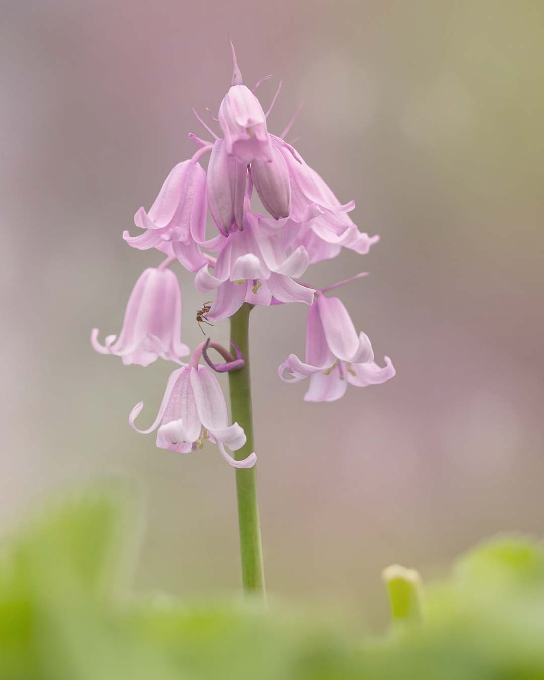 Zoom in with macro photographer Kyle van Bavel - The Hantler