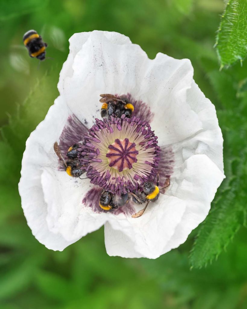 Zoom in with macro photographer Kyle van Bavel - The Hantler