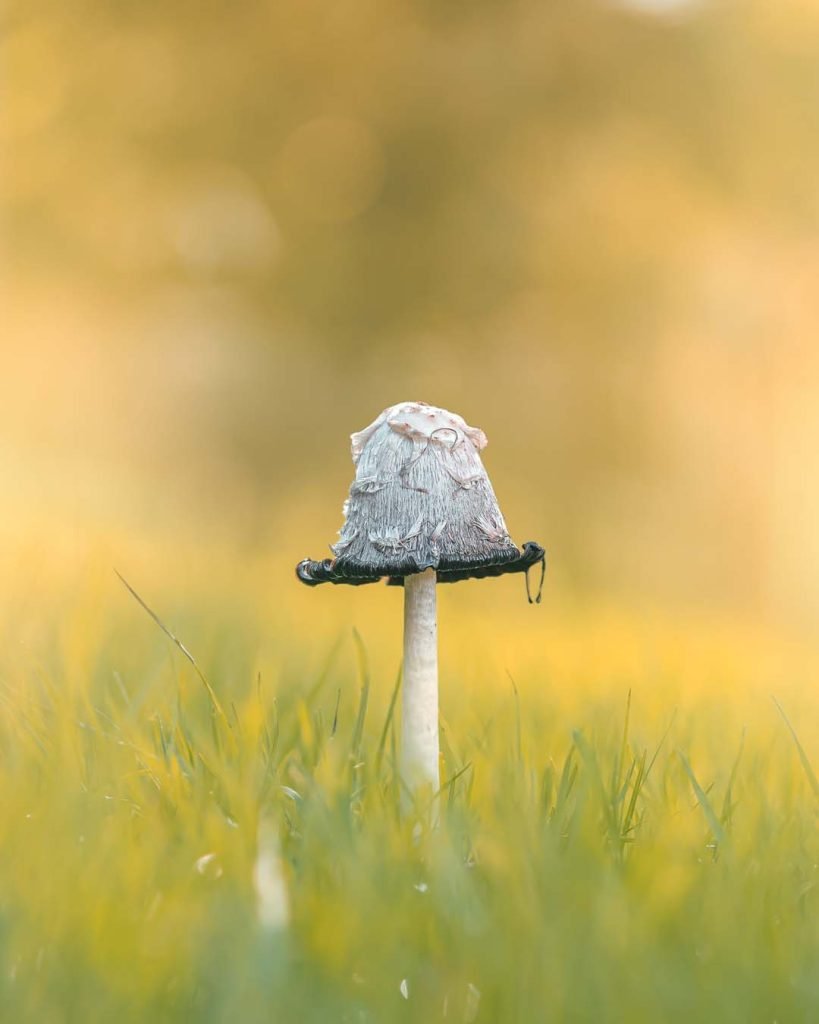 Zoom in with macro photographer Kyle van Bavel - The Hantler